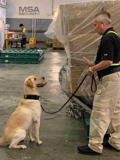Hong Kong Logistics: Detection Dogs Boost Air Cargo Security | HKTDC ...