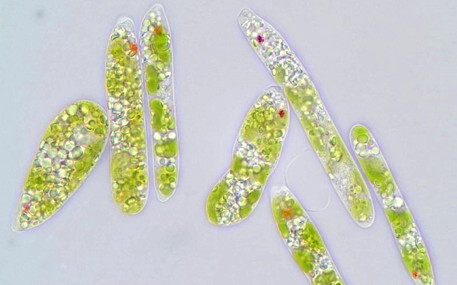 The Road to Net Zero: Aqua Protein Provision | HKTDC Research