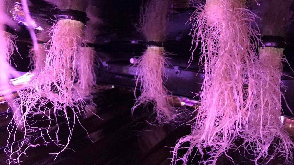 The Road to Net Zero: An Air-Reared Produce Pioneer | HKTDC Research