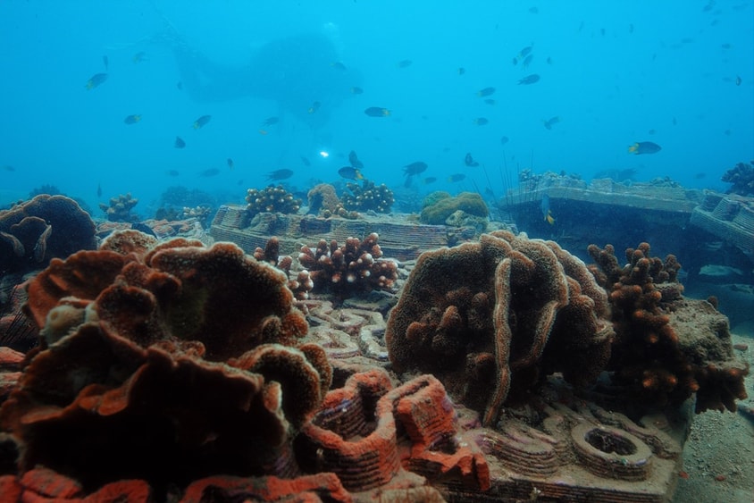 Middle East Opportunities: Restoring the Reefs of the UAE | HKTDC Research